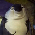 Shark Tale Characters